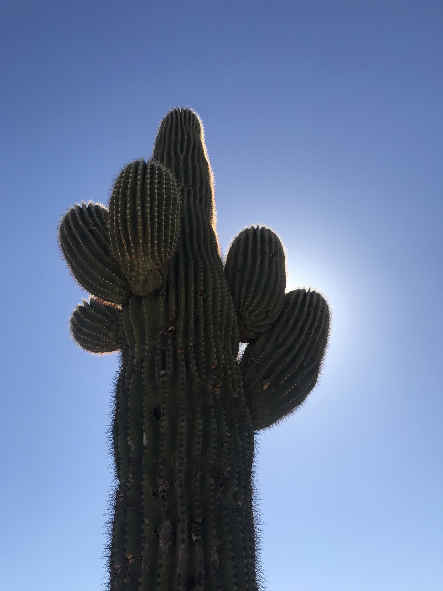 SCOTTSDALE – savvyjanine